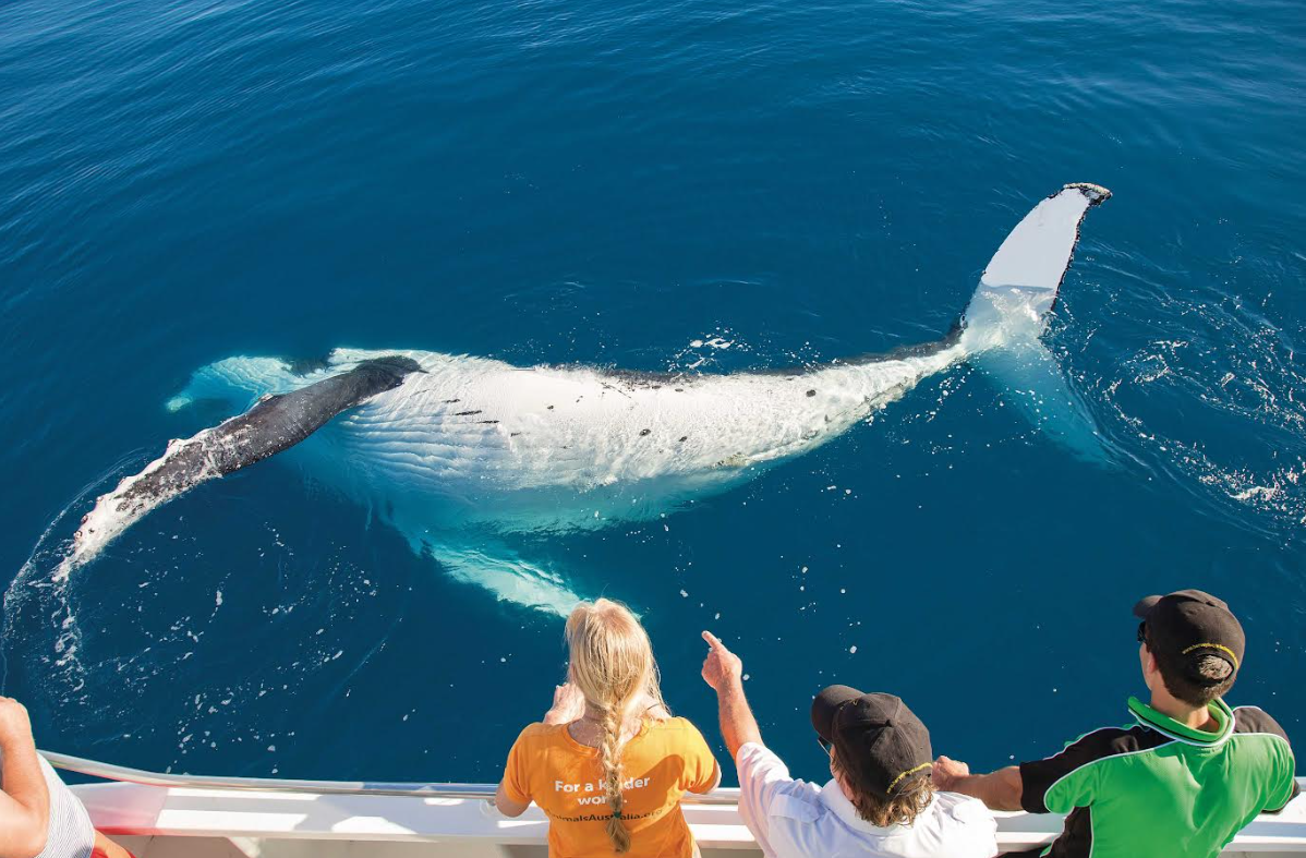 Cleveland ferries lead to prime whale viewing points
