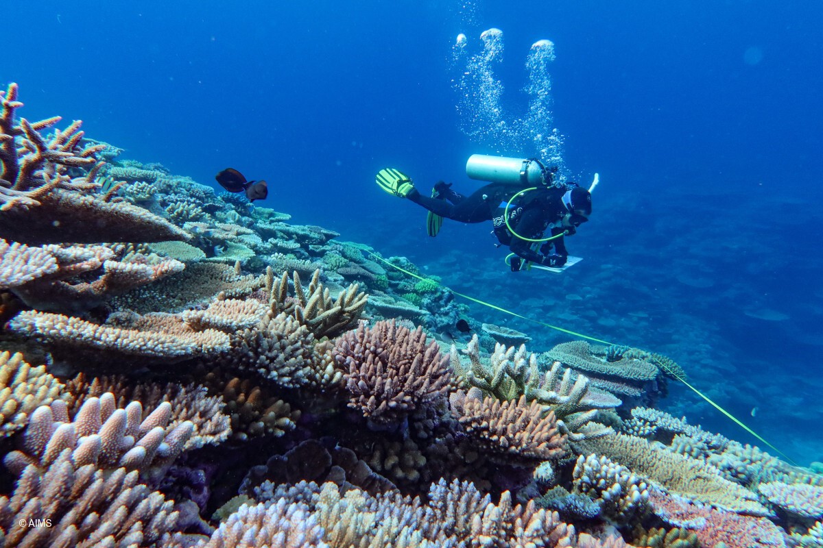 Great Barrier Reef hit hard by climate stress